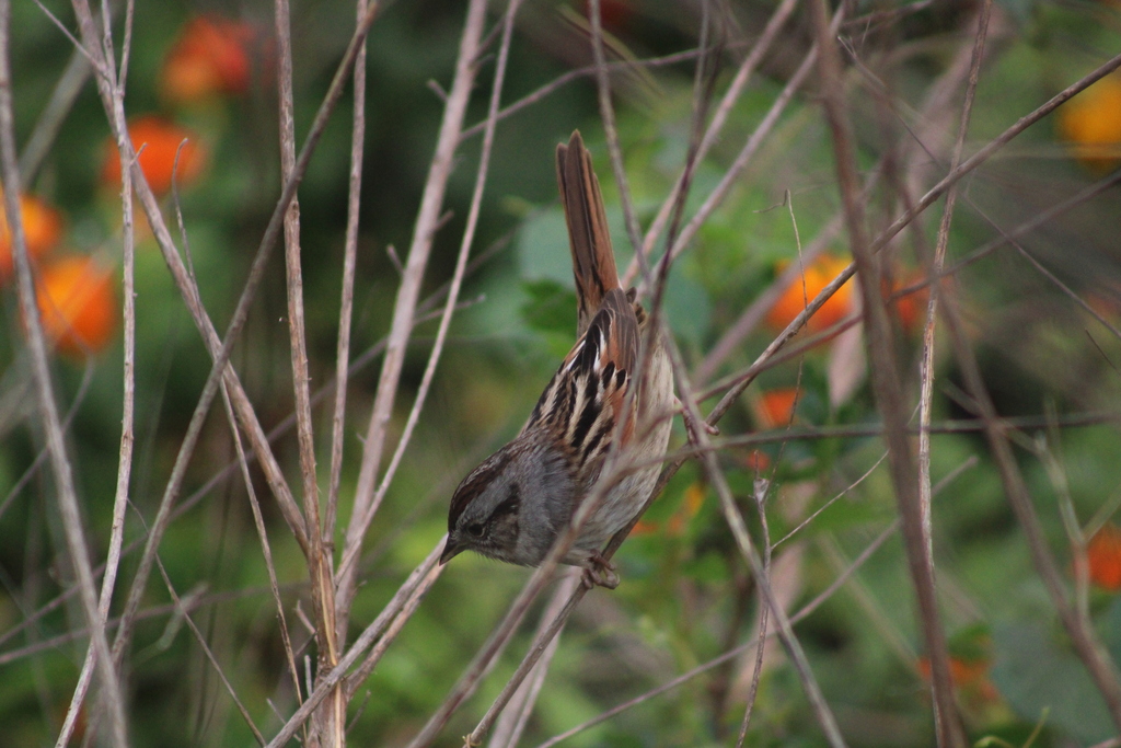 Swamp Sparrow from Colorado County, TX, USA on April 9, 2024 at 04:37 ...