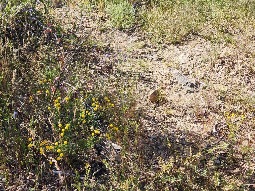 stinknet from Pima County, AZ, USA on April 11, 2024 at 03:30 PM by Dan ...