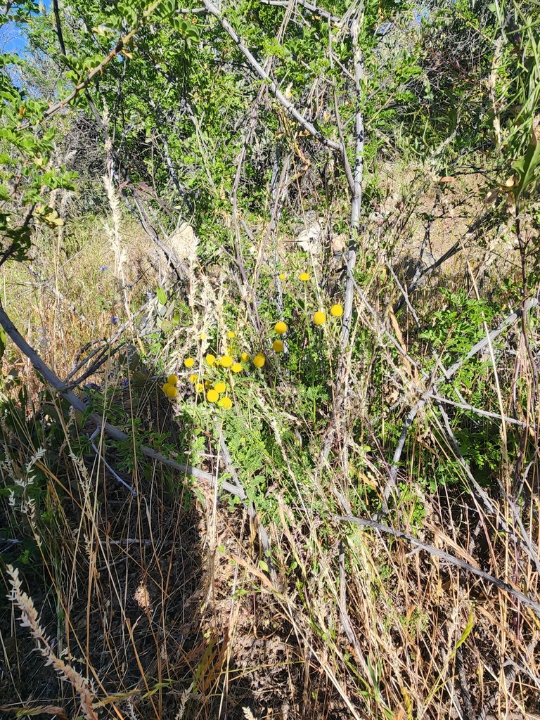 stinknet from Pima County, AZ, USA on April 11, 2024 at 04:27 PM by Dan ...
