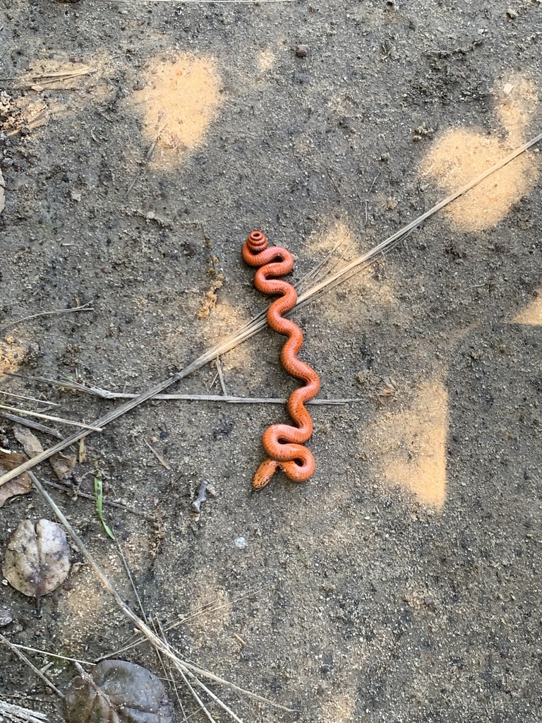 ring-necked snake from Fort Ord National Monument, Salinas, CA, US on ...
