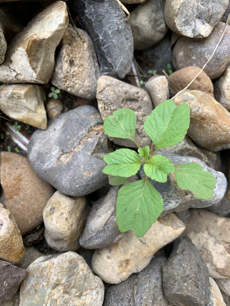 purple amaranth (Amaranthus blitum) - Botanical Realm
