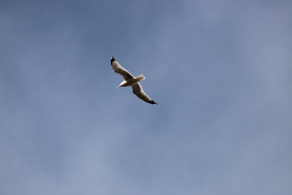 Large White-headed Gulls from Horace Mann, Fargo, ND 58102, USA on ...