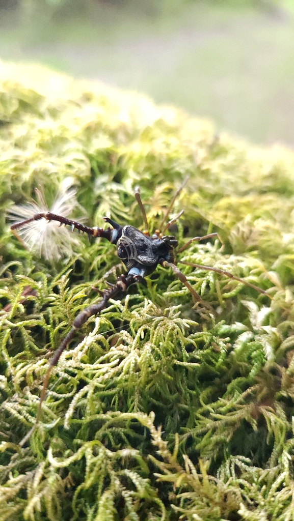 Sadocus asperatus from Traiguén, Araucanía, Chile on April 11, 2024 at ...