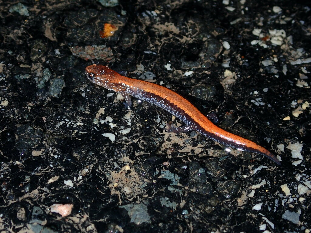 Eastern Red-backed Salamander from Chester Township, NJ, USA on April ...