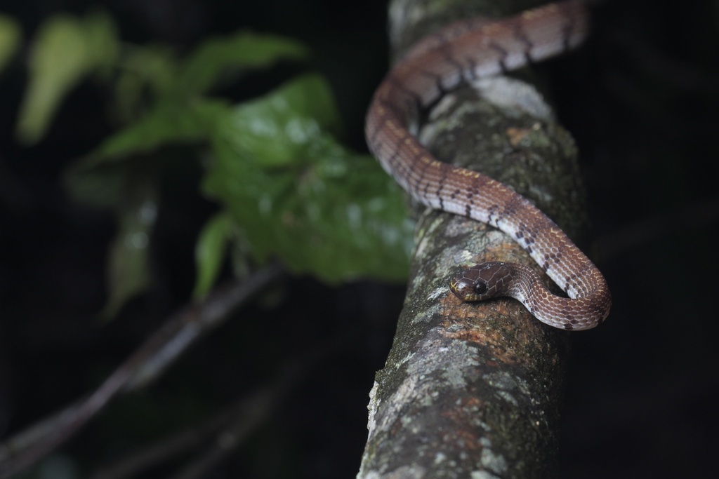 Smooth Slug Snake in July 2023 by Shao Qi · iNaturalist