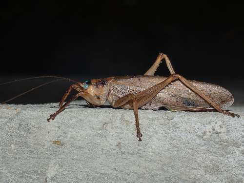 Complex Nesonotus denticulatus · iNaturalist