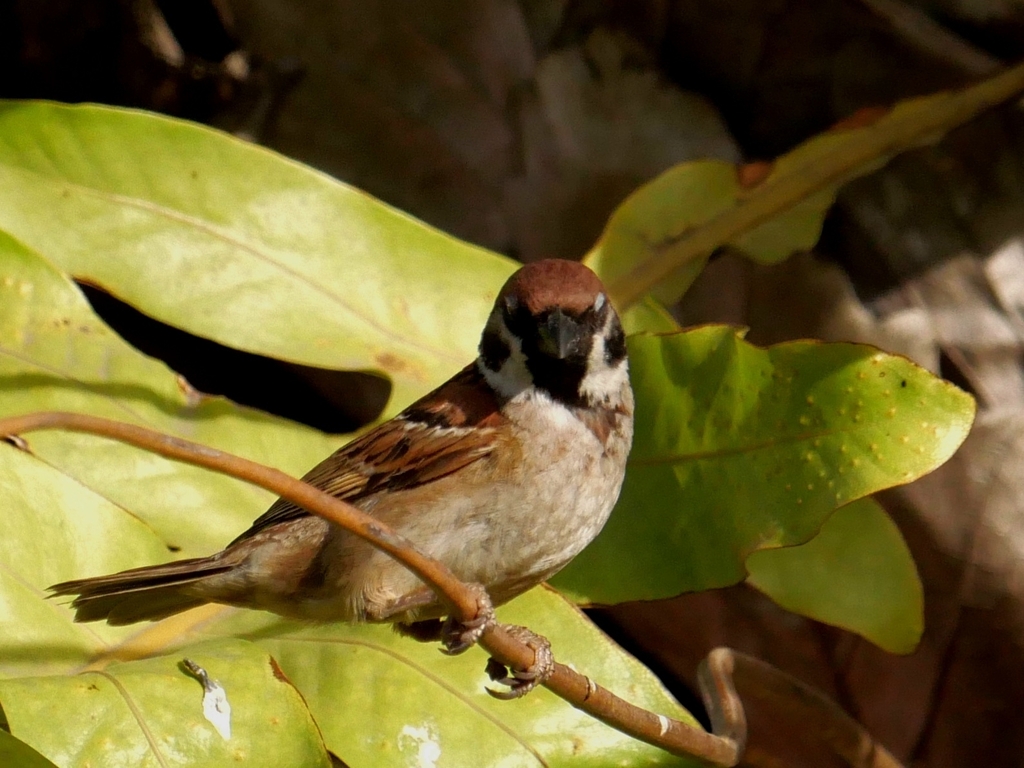 Eurasian Tree Sparrow from FCM7+2R5, San Carlos City, Negros Occidental ...