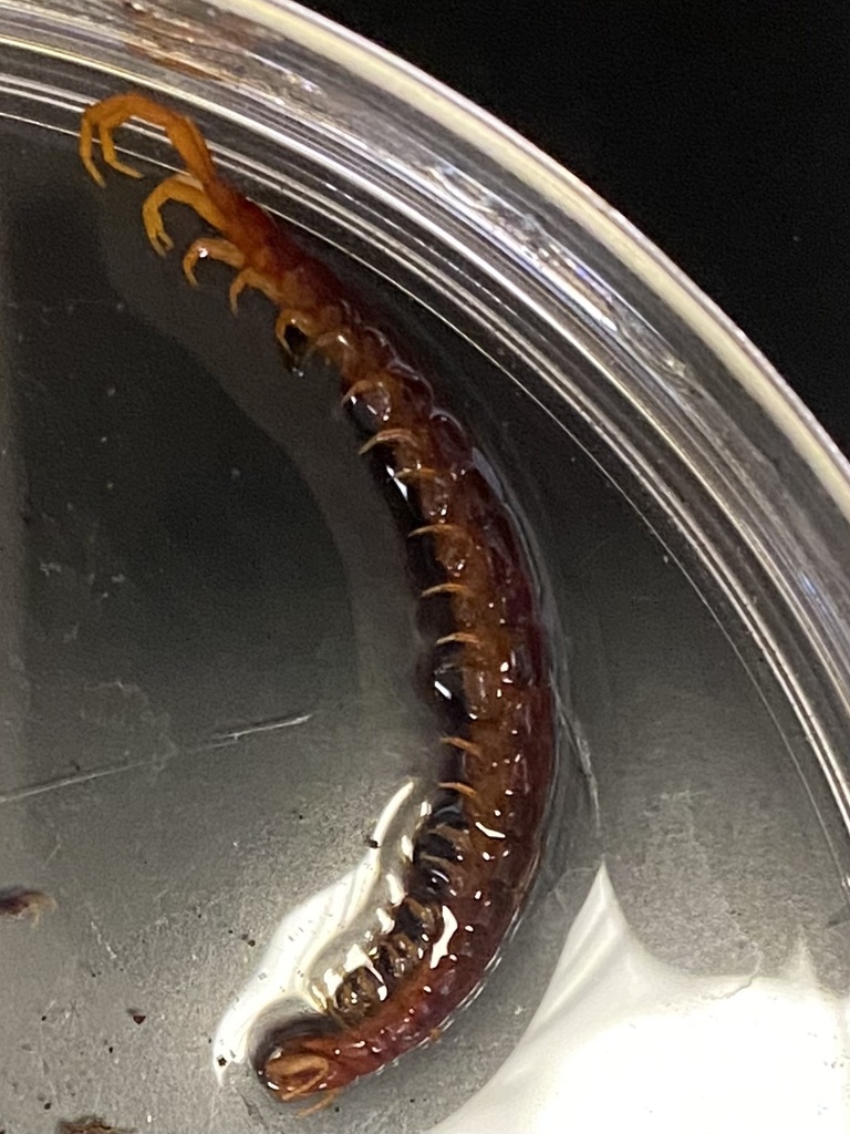 Big-leg Centipede from Georgia State University - Perimeter College’s ...