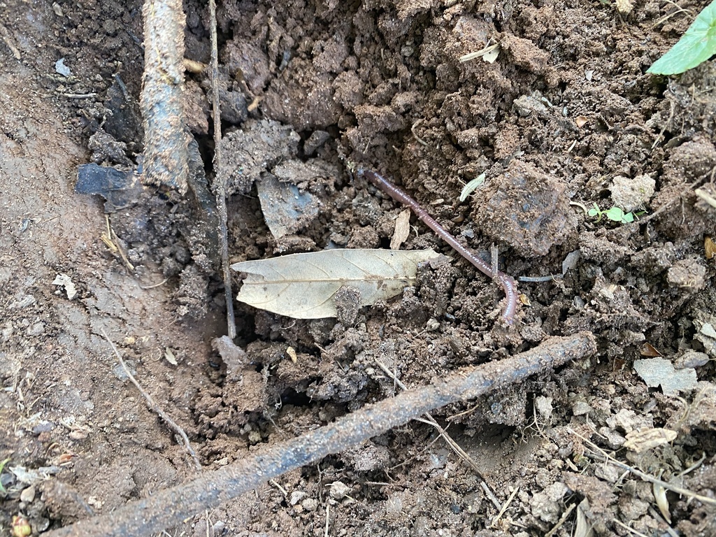 Common Earthworm from Otello Ave, Clarkston, GA, US on April 8, 2024 at ...