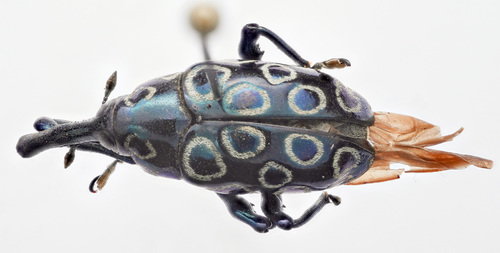 Alcidodes ocellatus · iNaturalist