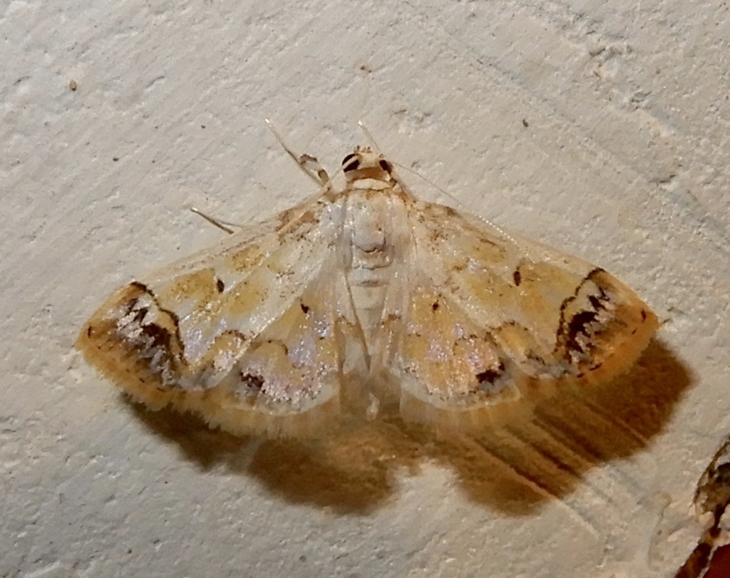 Agrotera barcealis from Udumbanchola, Idukki, KL, IN on April 7, 2024 ...