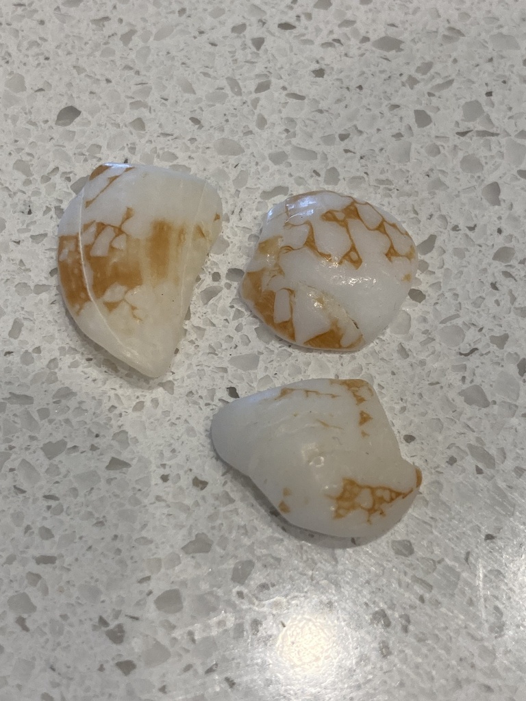 Conus purus from Baby Beach, Paia, HI, US on April 11, 2024 at 04:46 PM ...