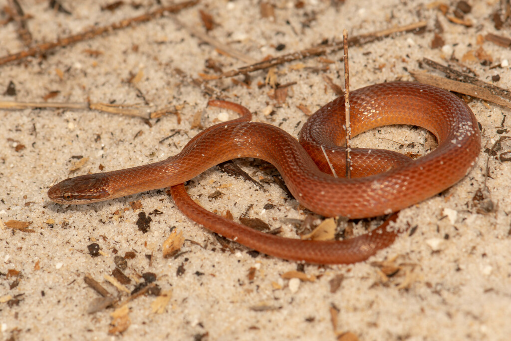 Pine Woods Littersnake in March 2024 by Amiel Hopkins · iNaturalist