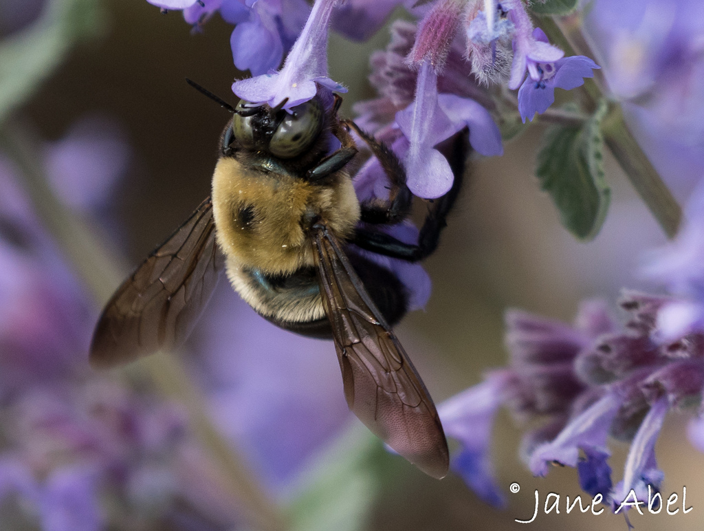 Large Carpenter Bees from Richland, WA, USA on April 11, 2024 at 02:26 ...