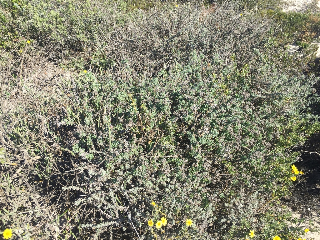 Pale Everlasting (Plants of the Tygerberg Nature Reserve) · iNaturalist