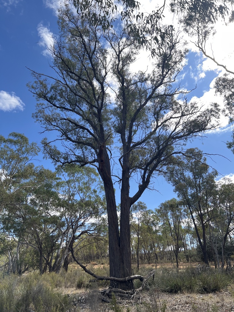 Red Stringybark from Archdale Rd, Dalyenong, VIC, AU on April 12, 2024 ...