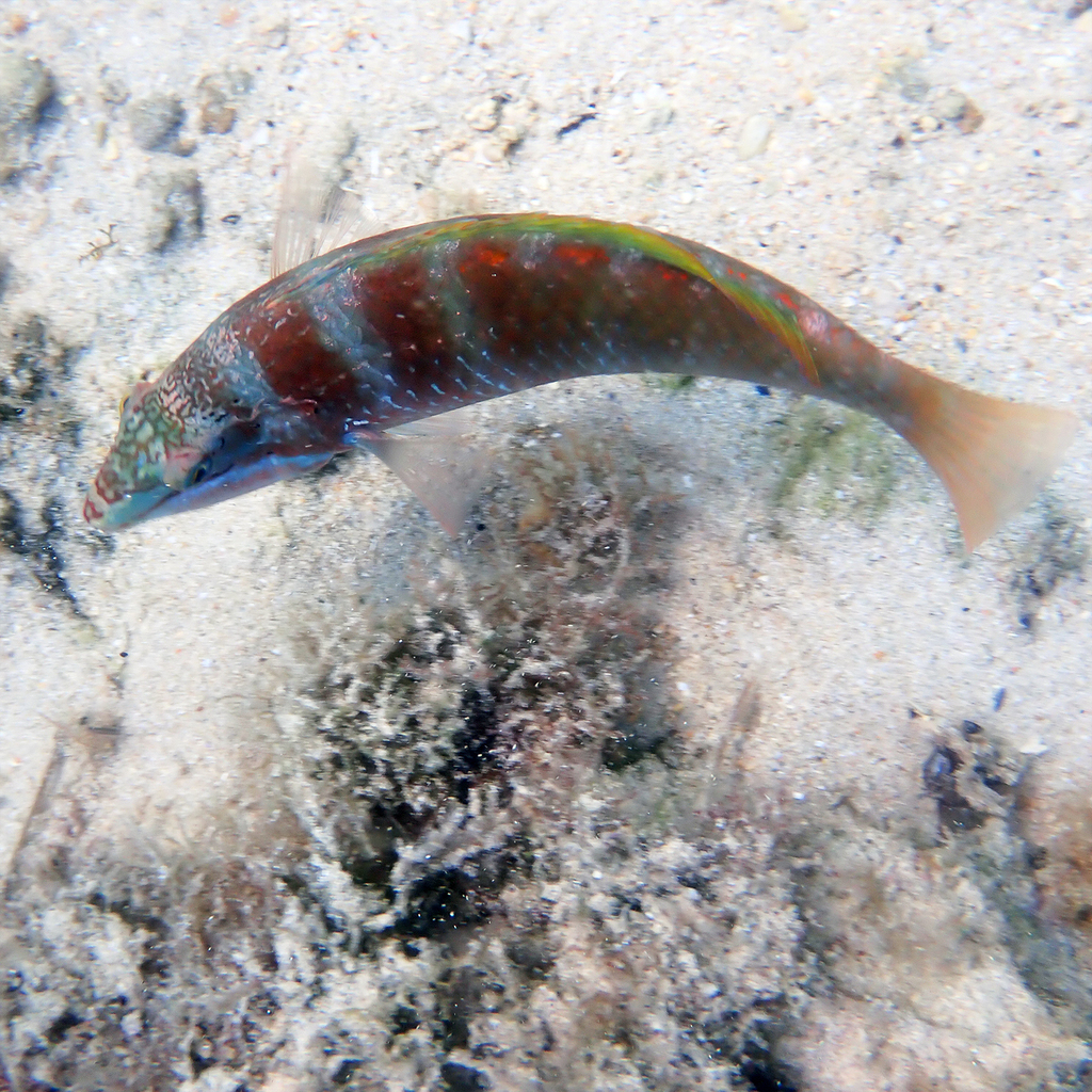 Luculent Wrasse from Emily Bay, Kingston 2899, Norfolk Island on April ...