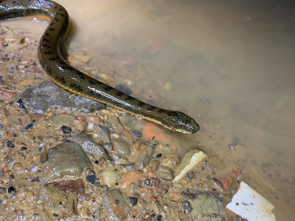 Chinese Water Snake from 芦仙山景区, 南宁市, 广西壮族自治区, CN on April 11, 2024 at ...