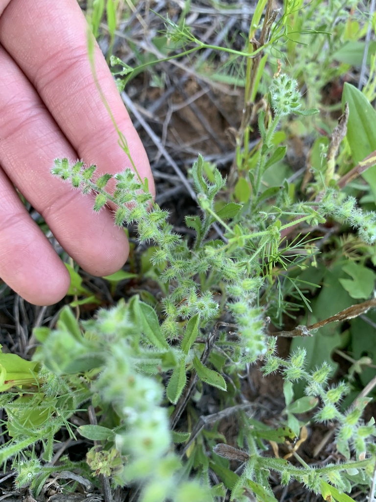 Pick Me Nots from PR-4, Burnet, TX, US on April 11, 2024 at 07:37 PM by ...