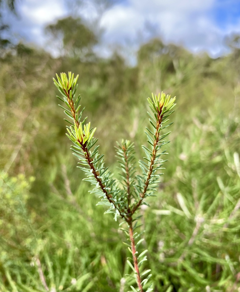 swamp bush-pea from Bunyip State Park, Tynong North, VIC, AU on April ...