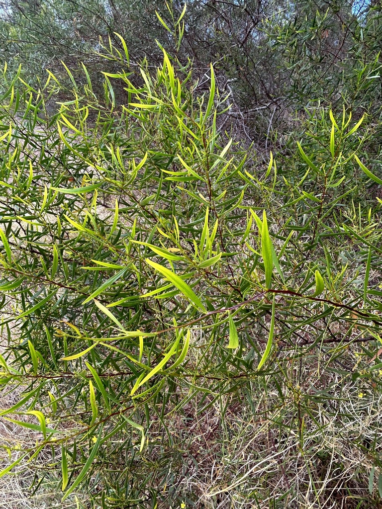 Varnish Wattle from Bernard Pl, Port Lincoln, SA, AU on April 3, 2024 ...