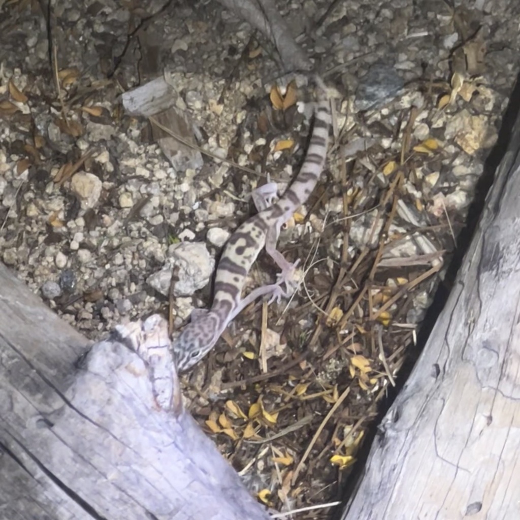 Western Banded Gecko in April 2024 by jwahl · iNaturalist