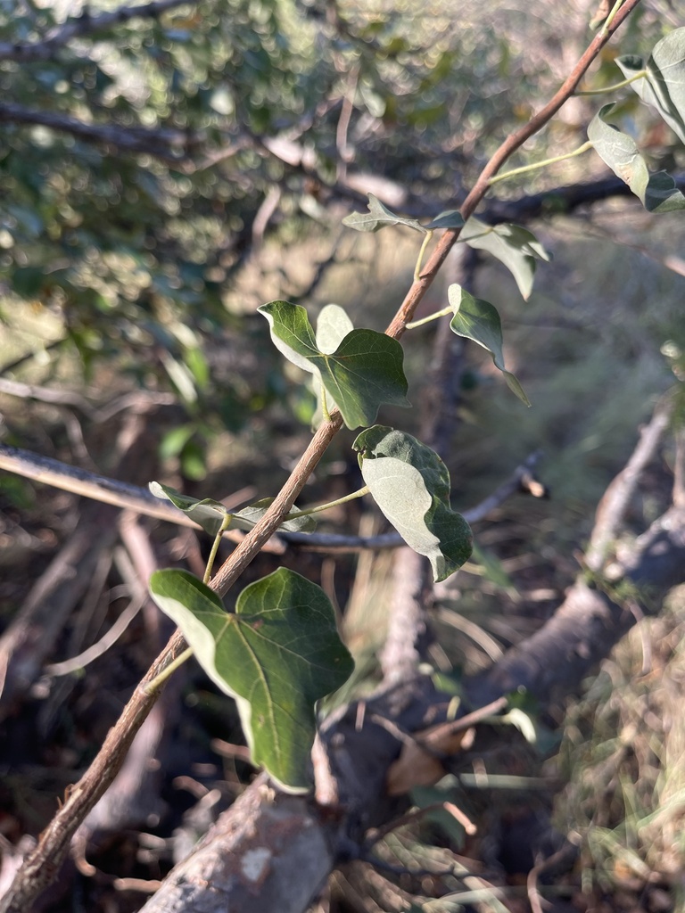 Common Star-Chestnut from Maruleng, Hoedspruit, LP, ZA on April 10 ...