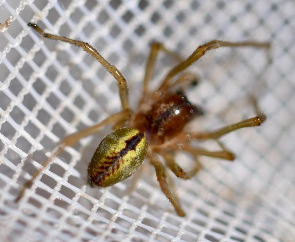 Longlegged Sac Spiders from 7200 Campinho, Portugal on April 11, 2024 ...