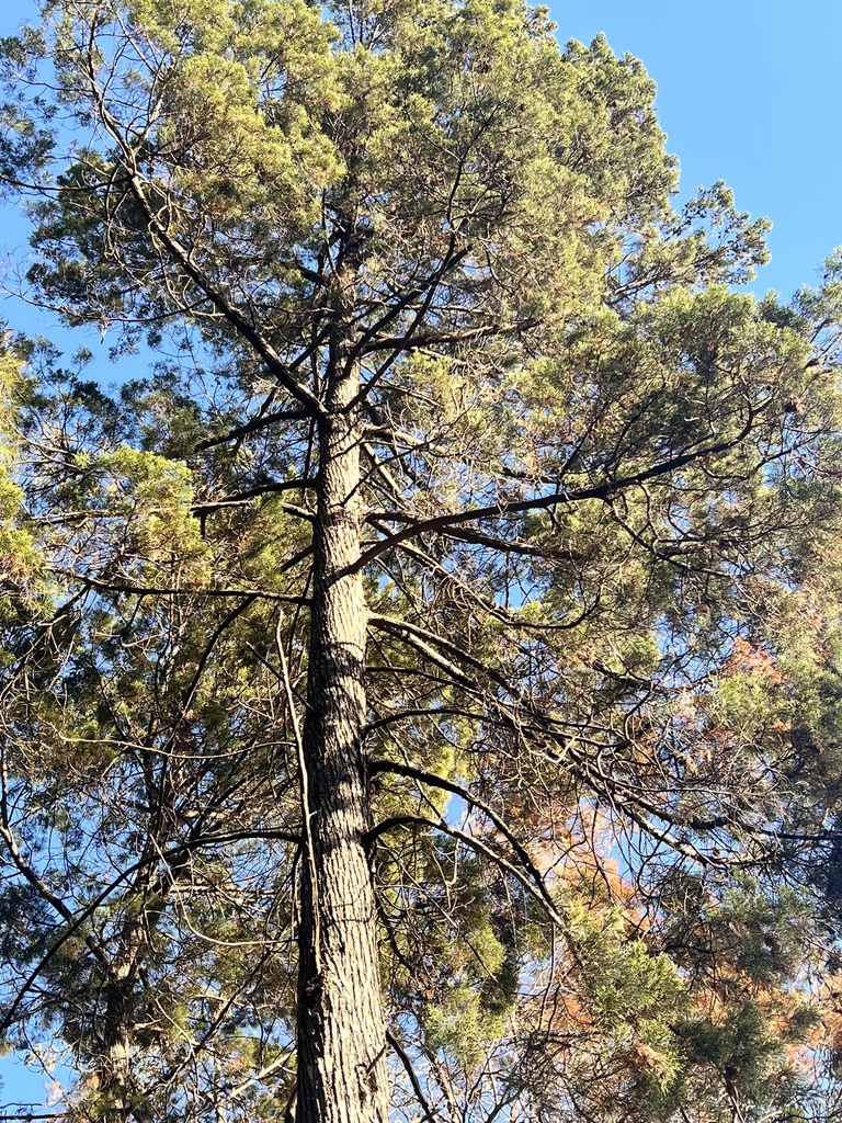 Coastal Cypress Pine from Pine Ridge Conservation Park, Hollywell, QLD ...