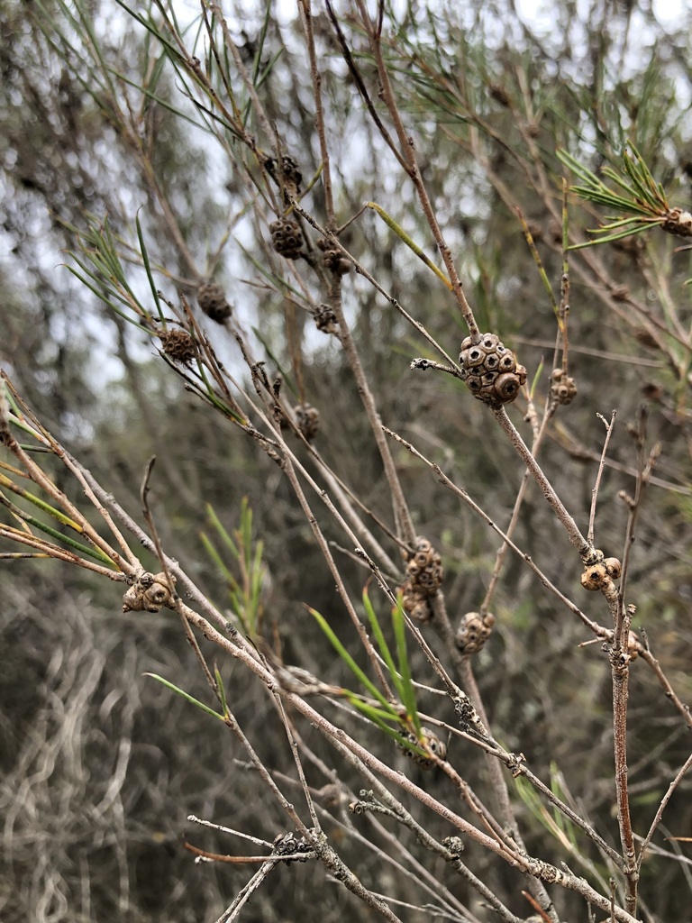 broombush from Bunbury SA 5266, Australia on April 12, 2024 at 09:29 AM ...