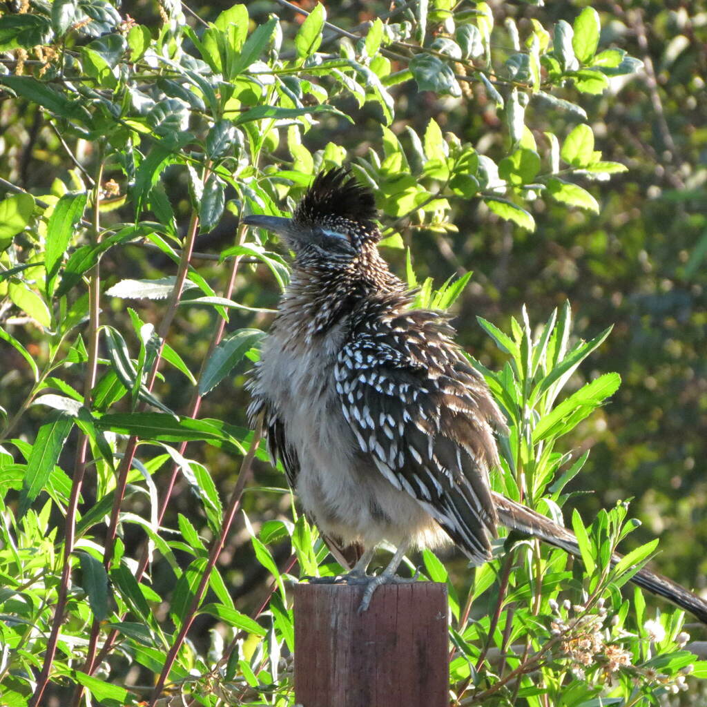 Greater Roadrunner from Tustin, CA, USA on April 11, 2024 at 06:26 PM ...