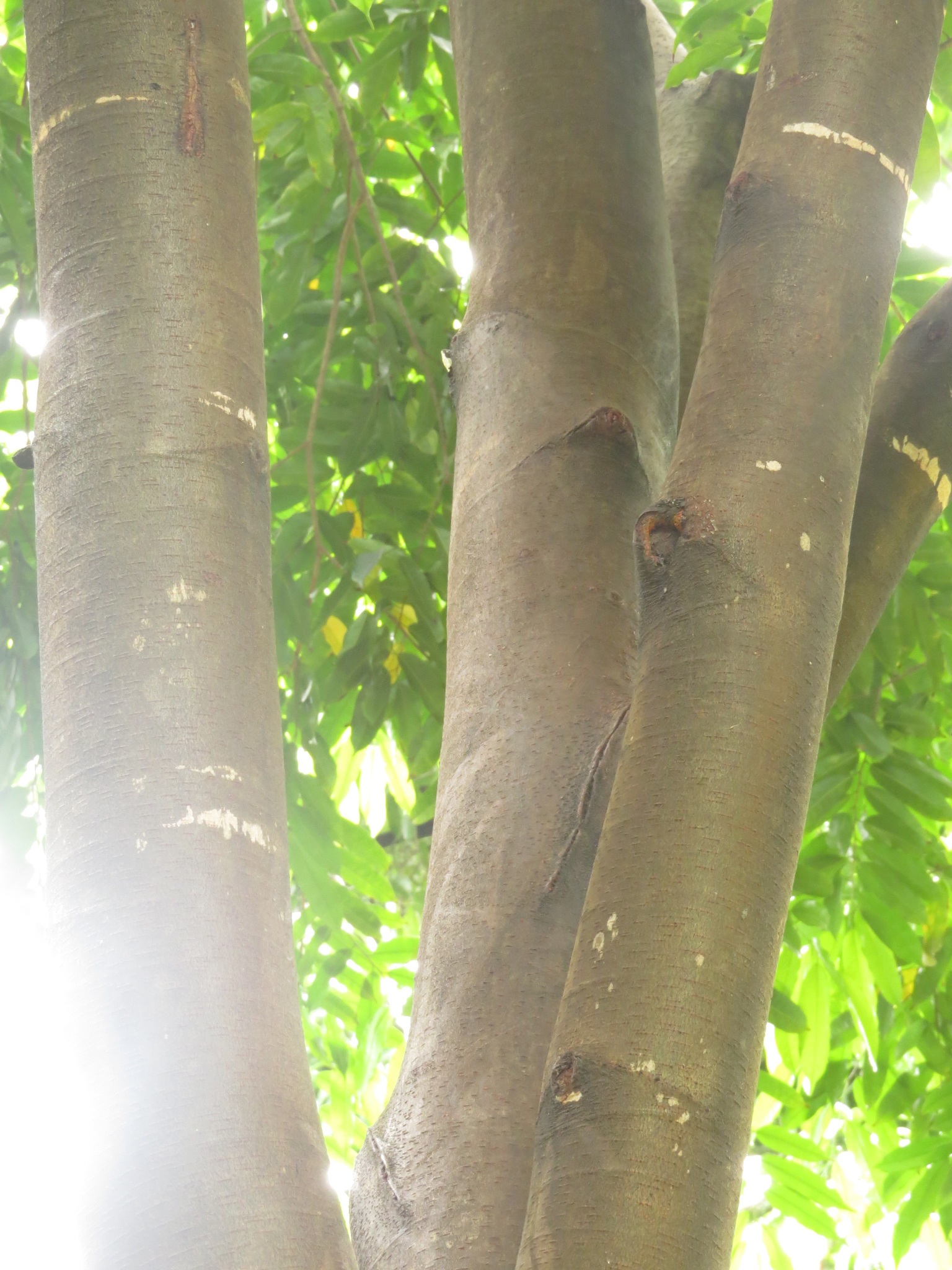 Clarisia racemosa Ruiz & Pav.