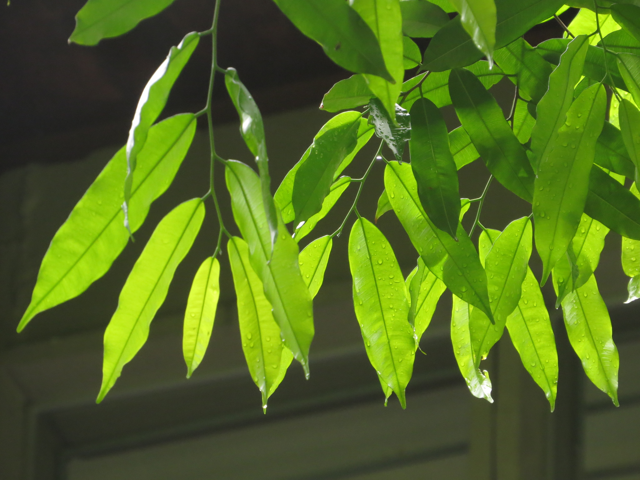 Clarisia racemosa Ruiz & Pav.