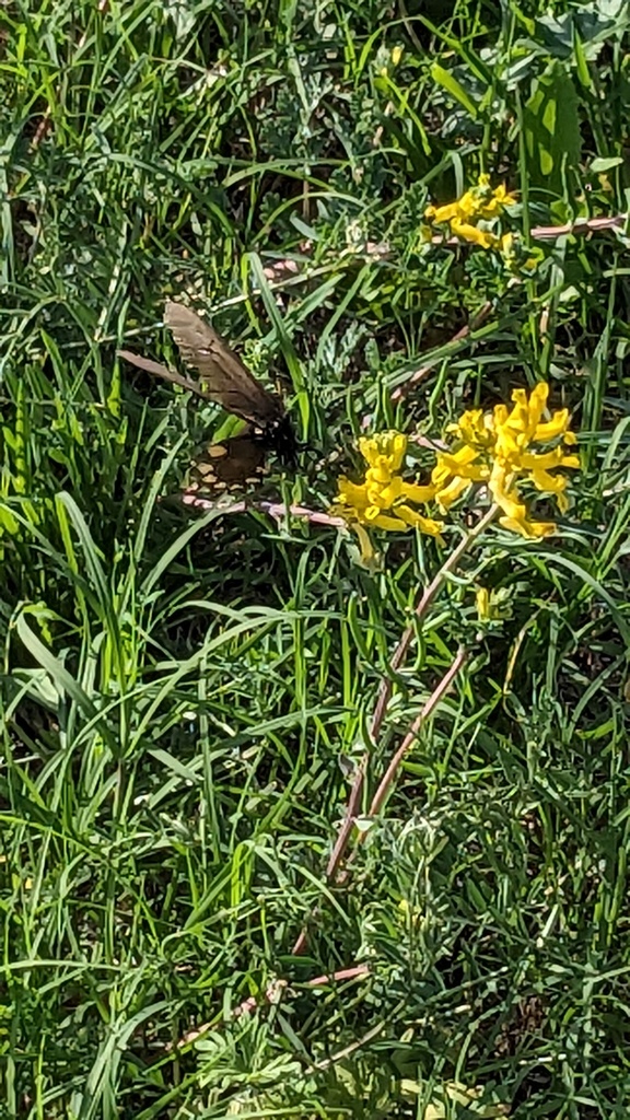 Pipevine Swallowtail from Travis County, TX, USA on March 13, 2024 at ...