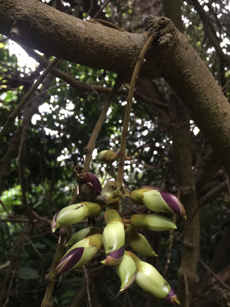 long-fruited mucuna from 307, 芎林鄉, , TW on April 28, 2019 at 09:13 AM ...