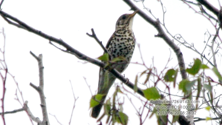 Chinese Thrush from 中国北京市门头沟区 on June 20, 2013 at 08:26 AM by Nan Yang ...