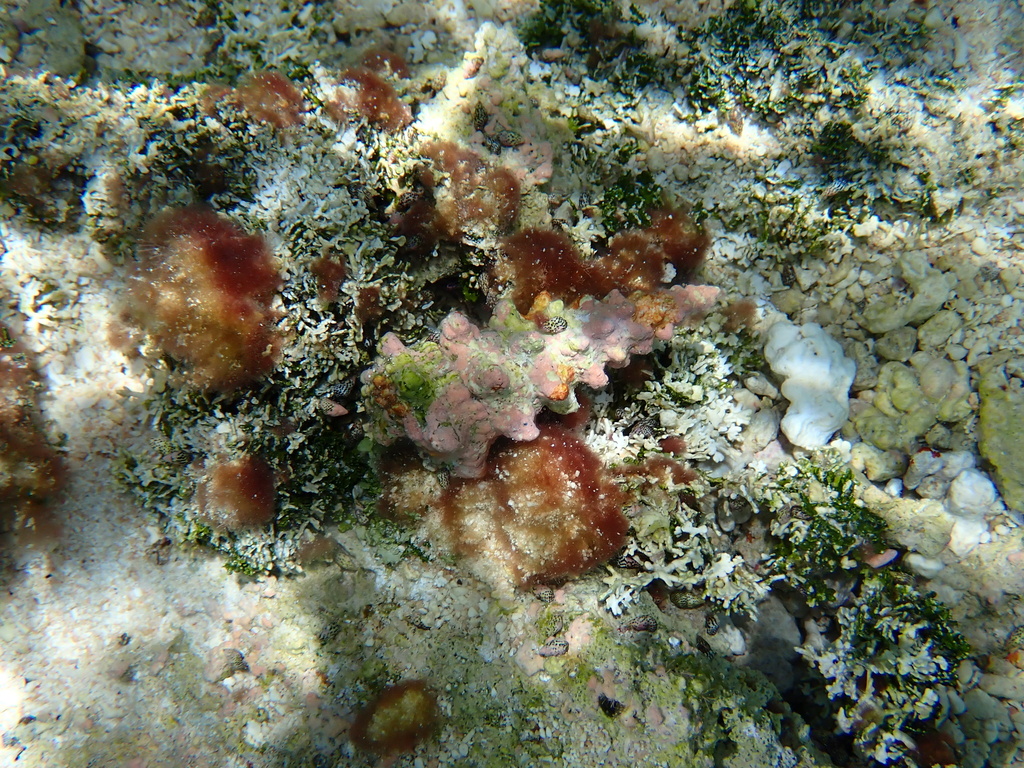 Giant Nodulose Creeper from Funafuti, Tuvalu on March 30, 2024 at 12:38 ...