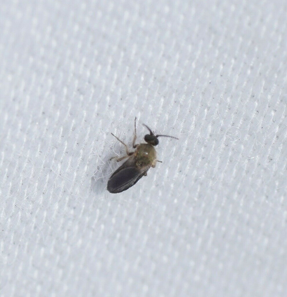 Biting Midges from Monbulk VIC 3793, Australia on April 10, 2024 at 09: ...