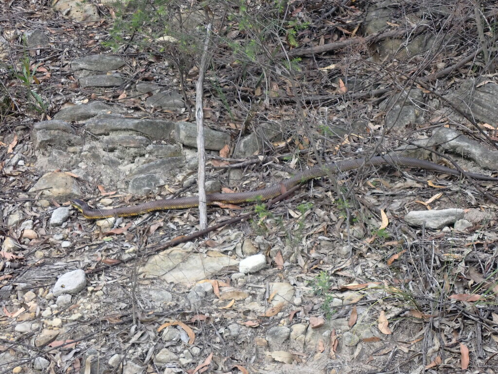 Tiger Snake from Blue Gum Swamp Track, 132 White Cross Rd, Yarramundi ...