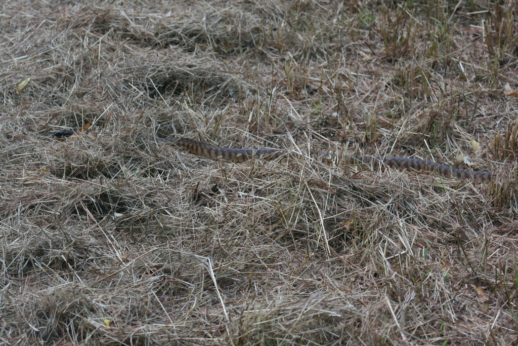 Black-headed Python from Kununurra WA 6743, Australia on April 12, 2024 ...