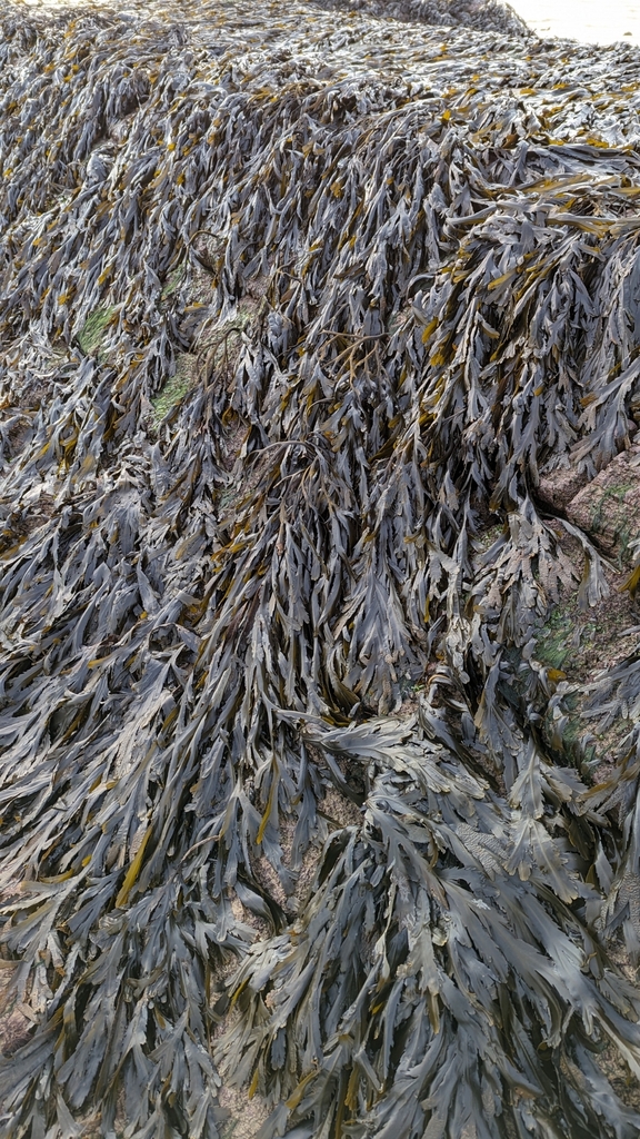Saw Wrack from Harwich CO12 3SR, UK on April 12, 2024 at 09:25 AM by ...