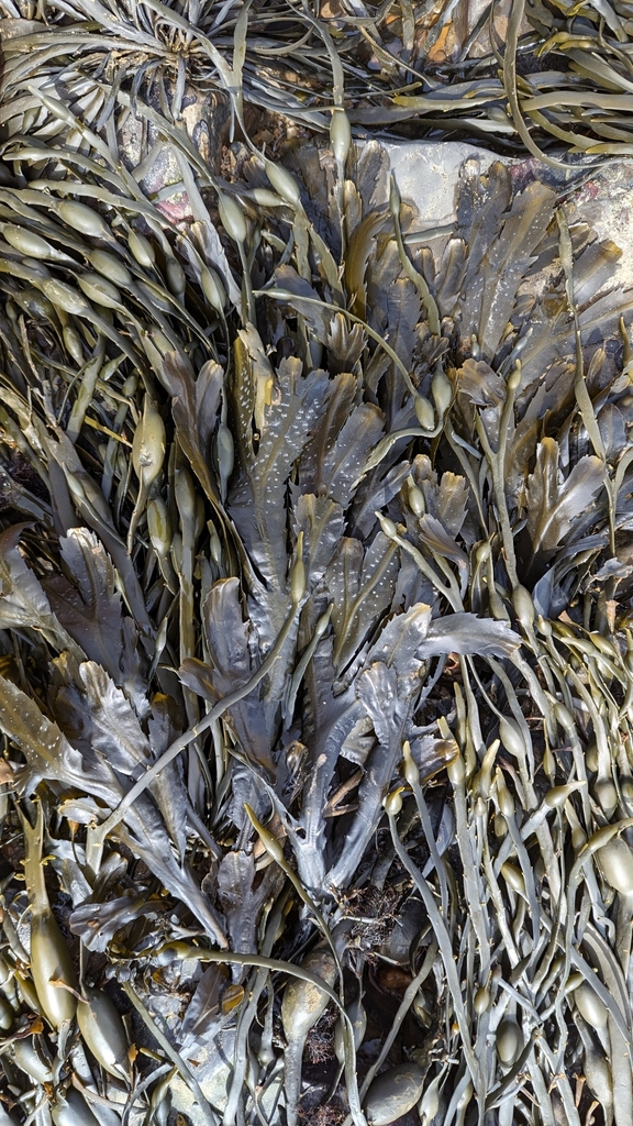 Saw Wrack from Harwich CO12 3FR, UK on April 12, 2024 at 09:51 AM by ...