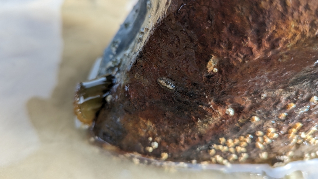 Grey Mail-shell from Harwich, UK on April 12, 2024 at 09:54 AM by ...