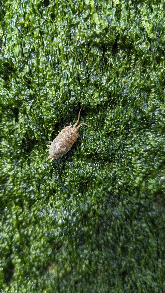 Common Sea Slater from Harwich, UK on April 12, 2024 at 10:08 AM by ...