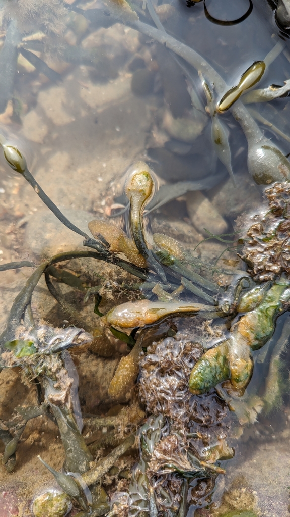 Knotted Wrack from Harwich, UK on April 12, 2024 at 10:17 AM by bcaleno ...