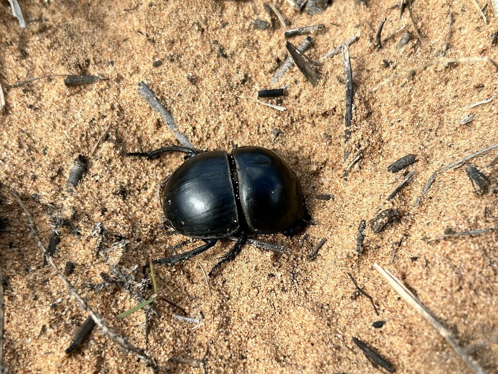 Cape Flightless Dung Beetle from Garden Route District Municipality ...