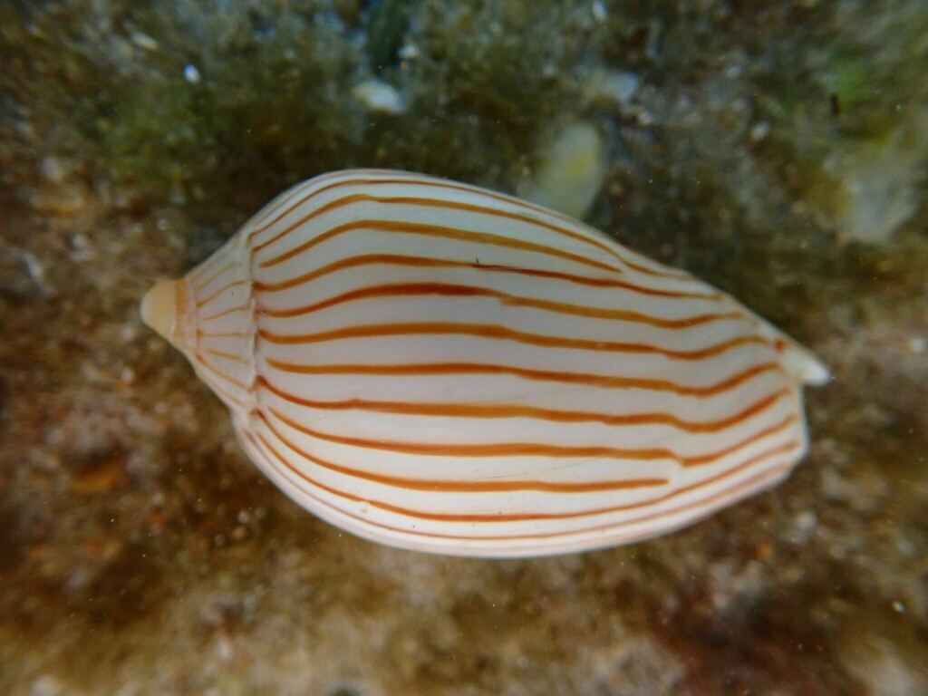 Zebra Volute from Burleigh Heads Rocky Shores QLD, Australia on April 9 ...