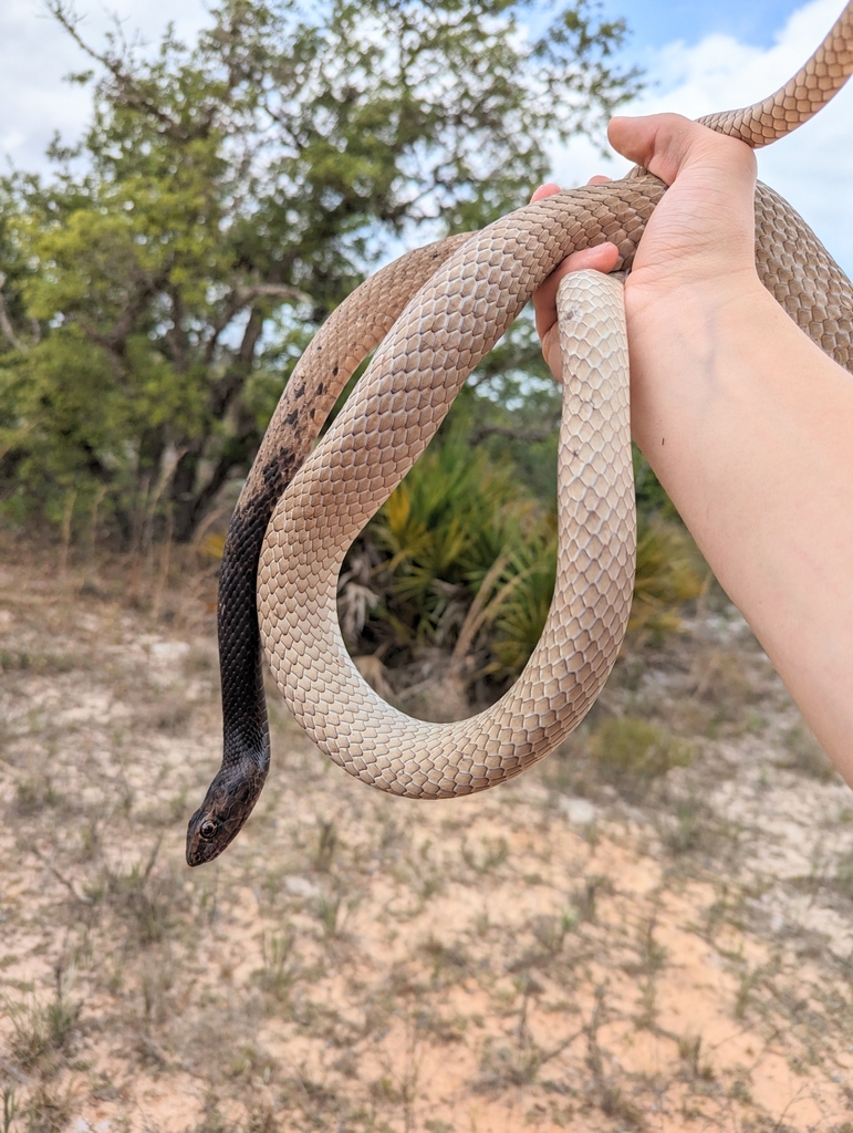 Eastern Coachwhip in April 2024 by Tommy Hamrick. Polk county · iNaturalist