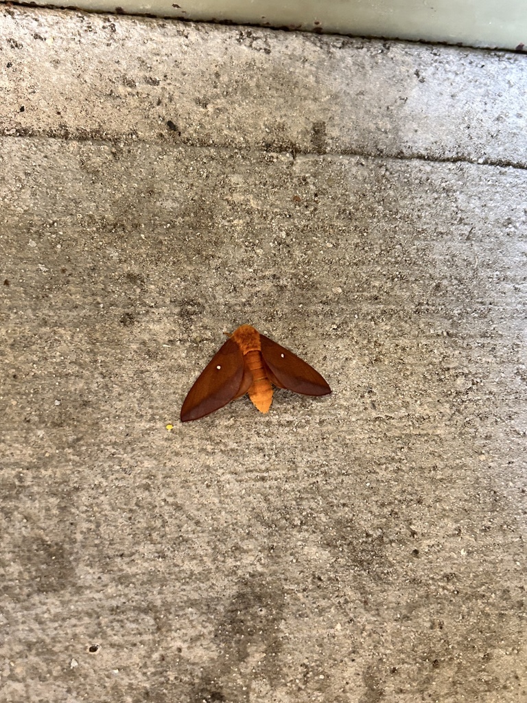 Southern Pink-striped Oakworm Moth from SW 43rd St, Gainesville, FL, US ...