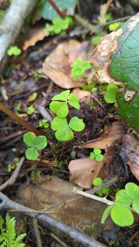 European wood-sorrel from Ightenhill, Burnley BB12, UK on April 12 ...